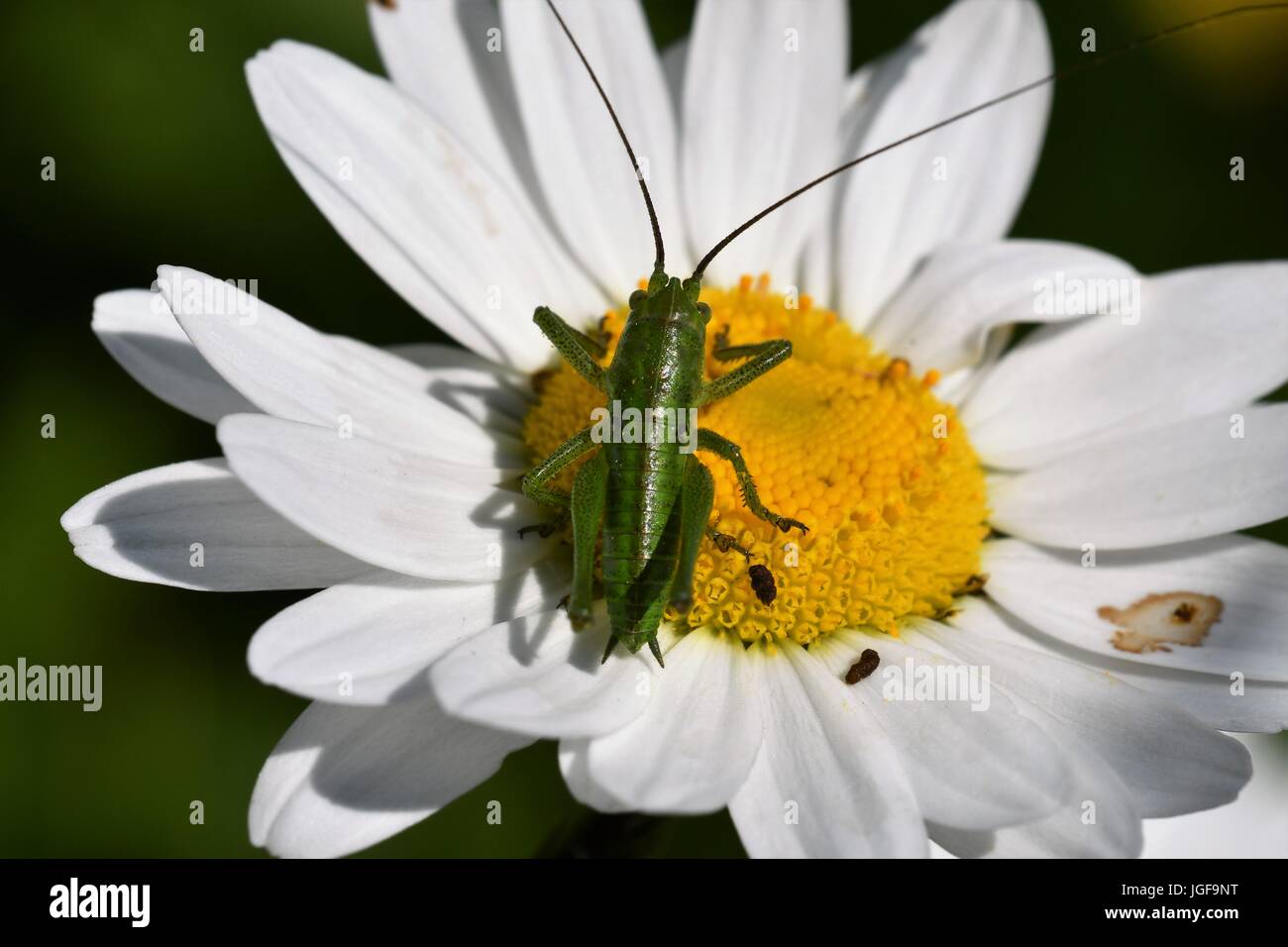 hidden green grasshoppers insects on the grass eating and hunting the ...