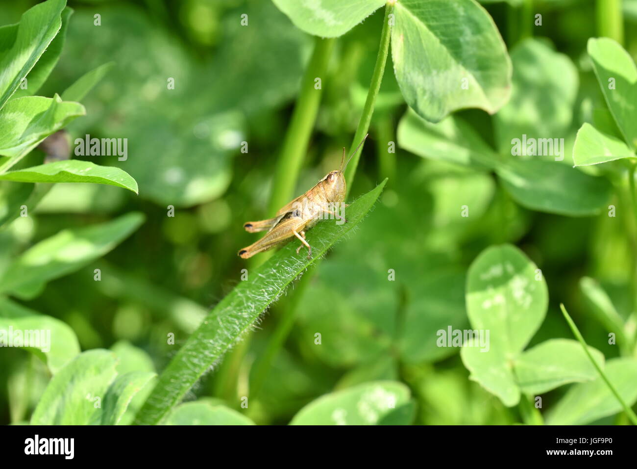 Grasshoppers eating garden hi-res stock photography and images - Alamy