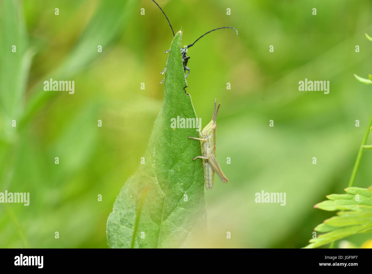 hidden green grasshoppers insects on the grass eating and hunting the ...