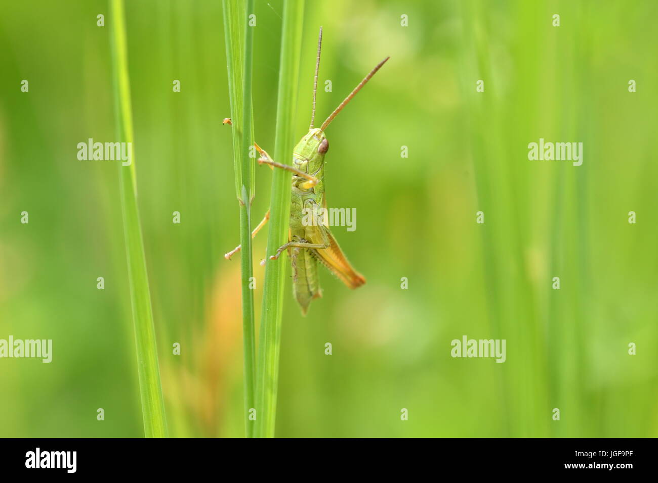 Grasshopper dragonfly grasshopper grasshoppers hi-res stock photography ...