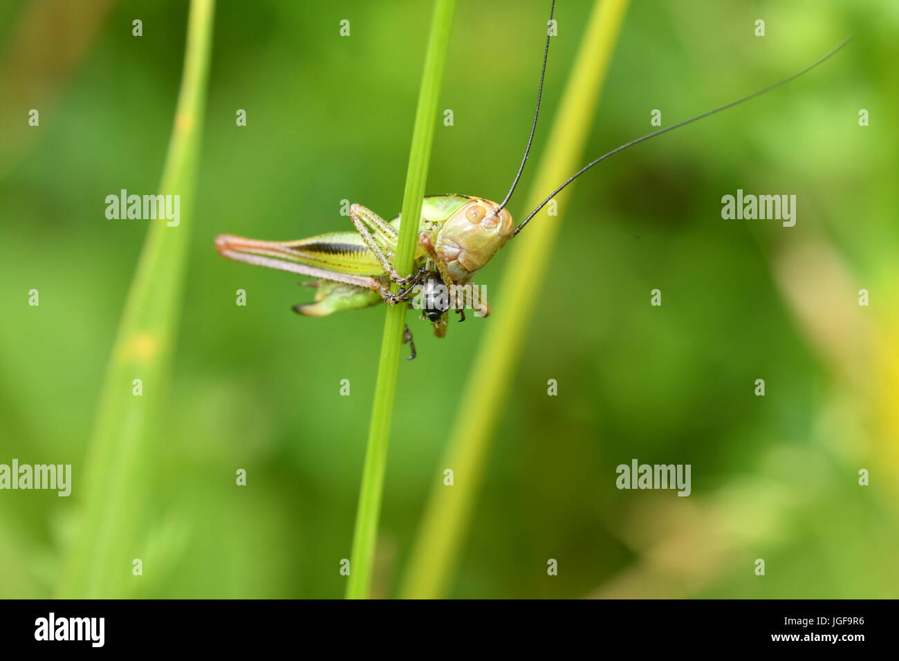Grasshopper dragonfly grasshopper grasshoppers hi-res stock photography ...
