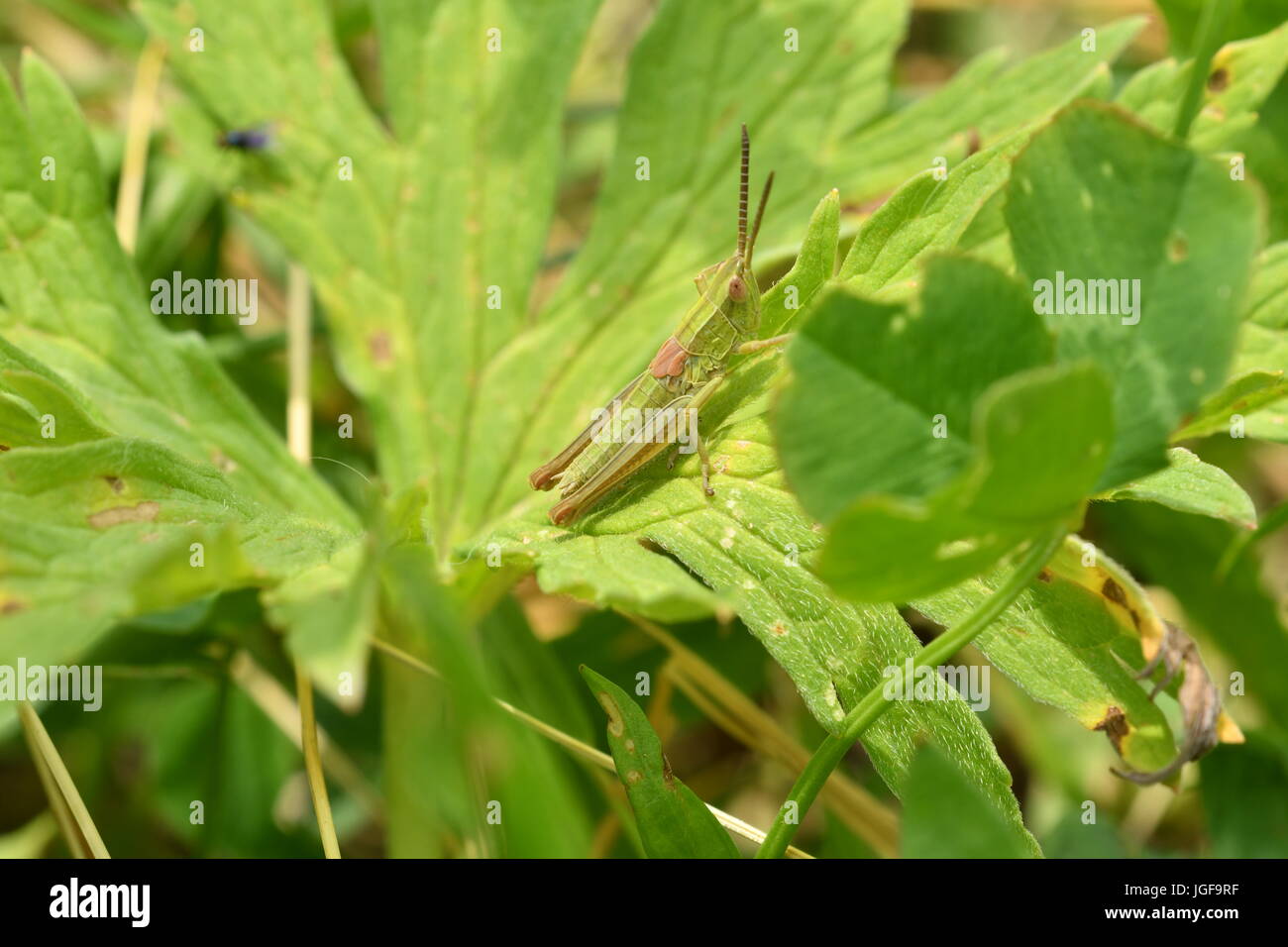 hidden green grasshoppers insects on the grass eating and hunting the ...