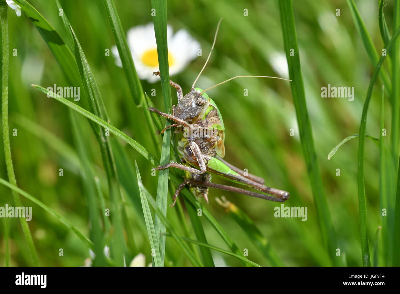 Grasshopper dragonfly grasshopper grasshoppers hi-res stock photography ...