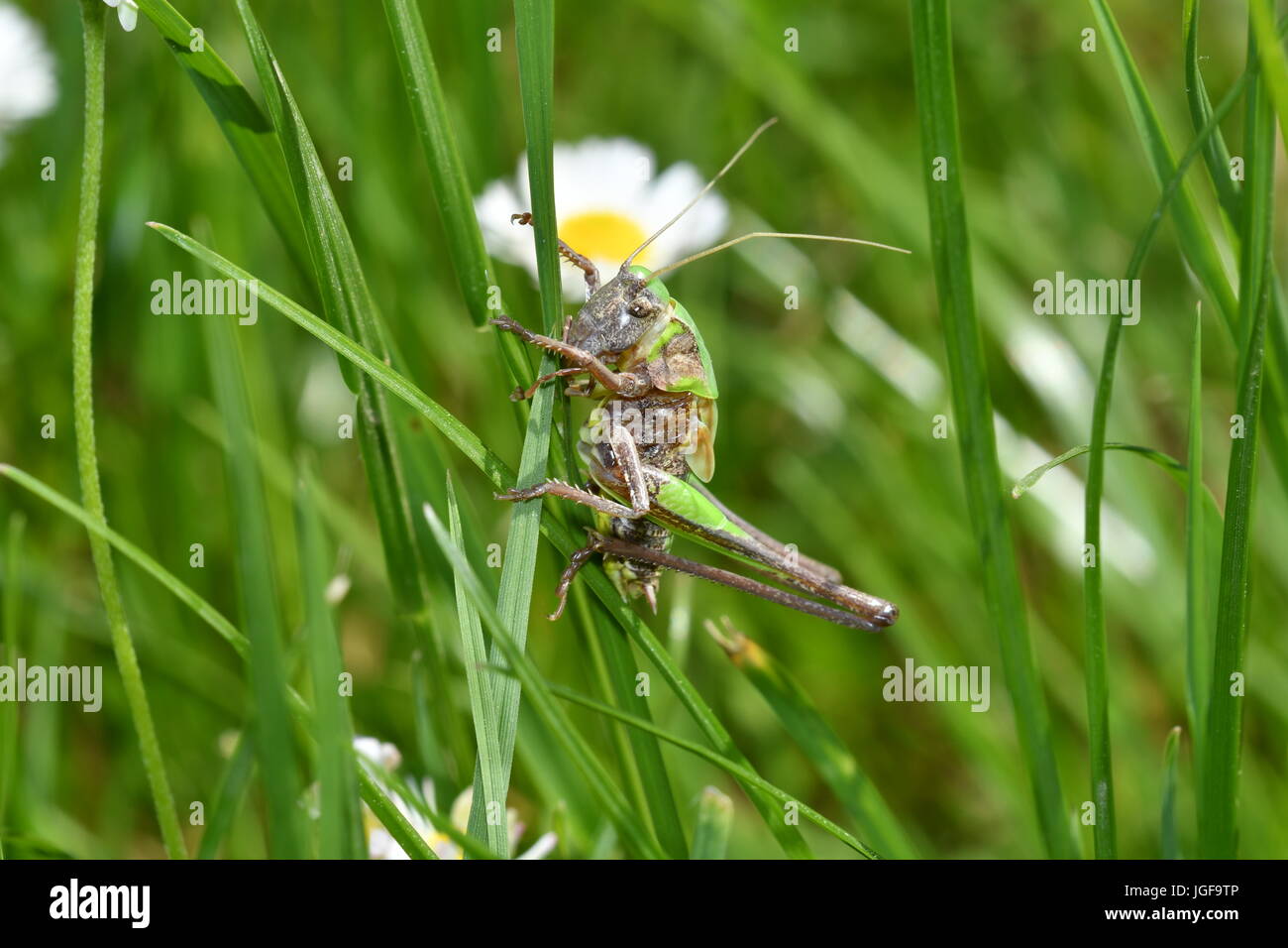 hidden green grasshoppers insects on the grass eating and hunting the ...