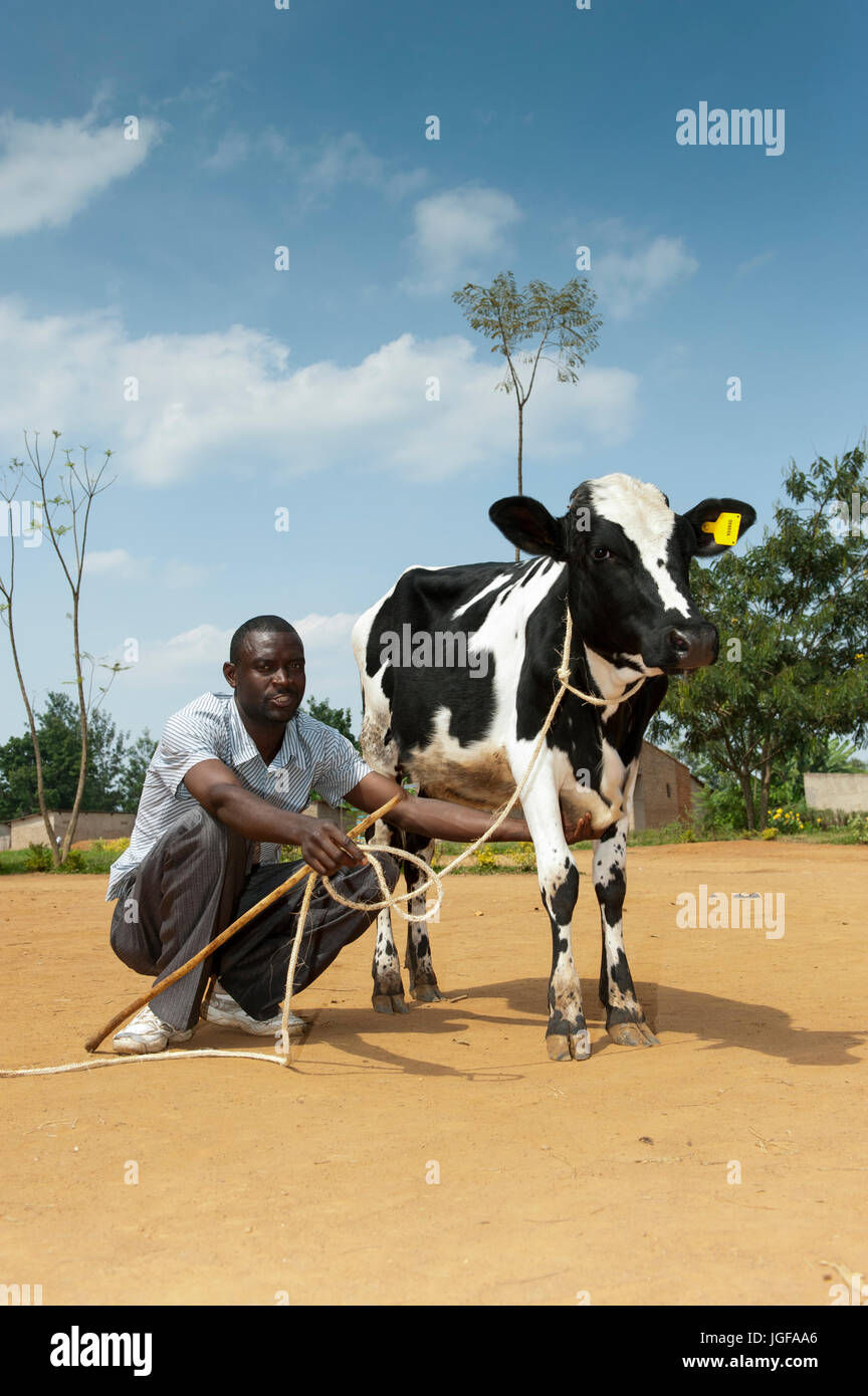 Rwandan farmer receiving a dairy cow from a charity aiming to help ...