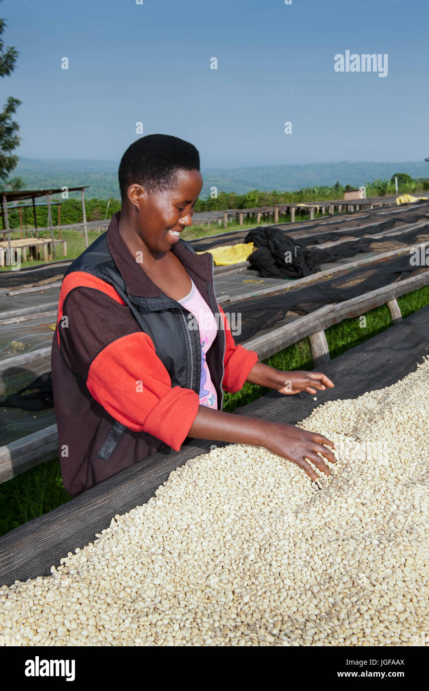Rwandan woman drying coffee beans on custom made drying racks. Rwanda ...