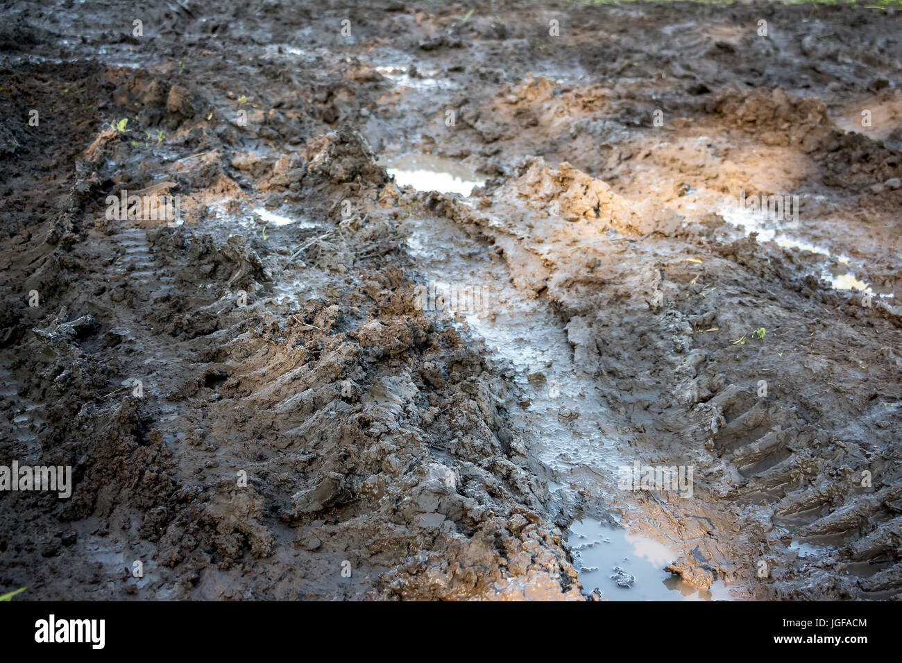 Dirt track in forest Stock Photo - Alamy