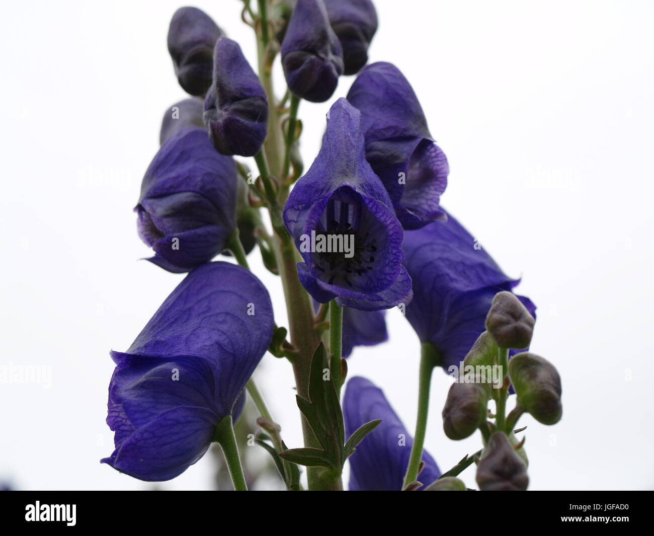 Stem of aconite Stock Photo - Alamy