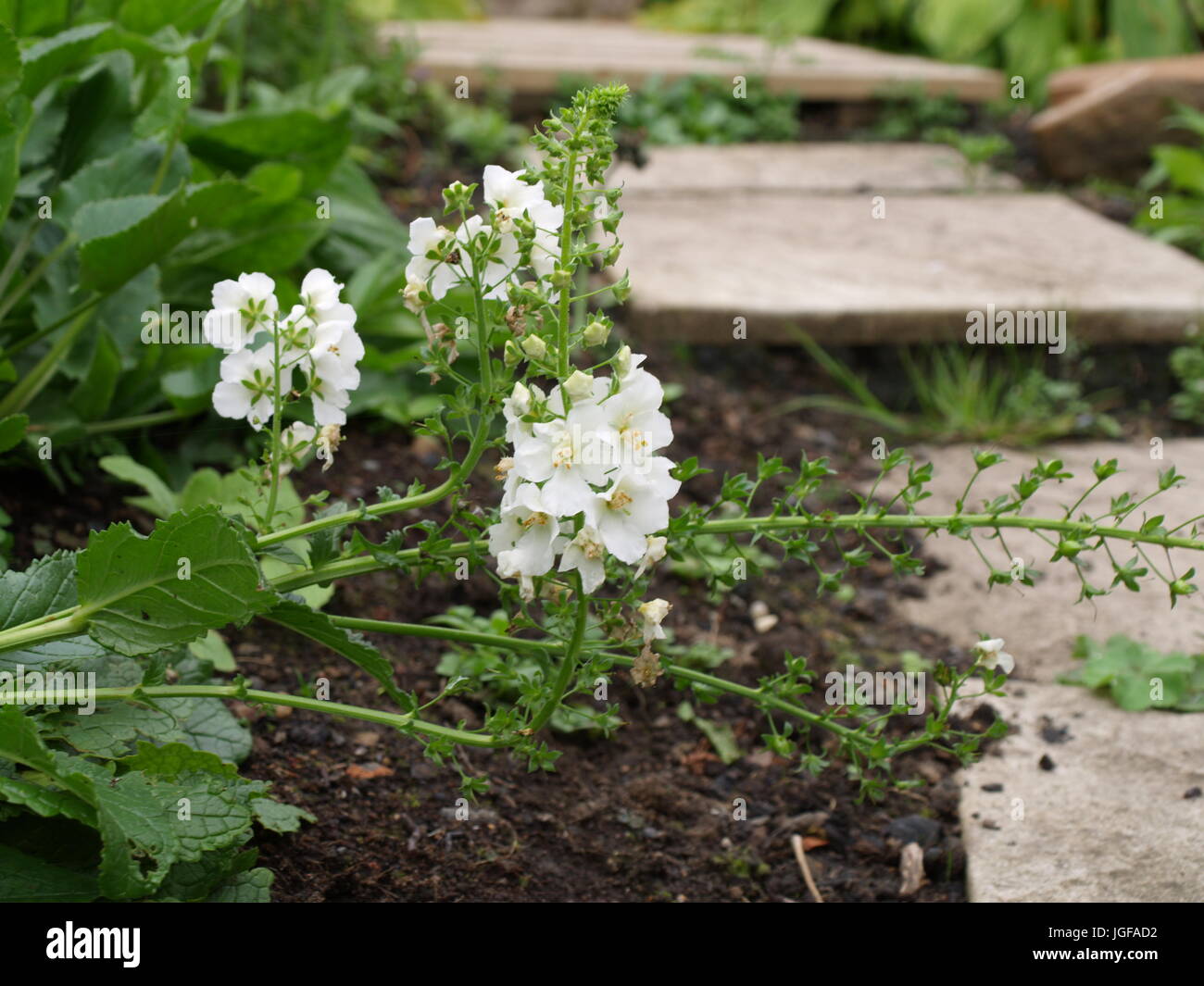 White verbascum or mullein flowers Stock Photo - Alamy