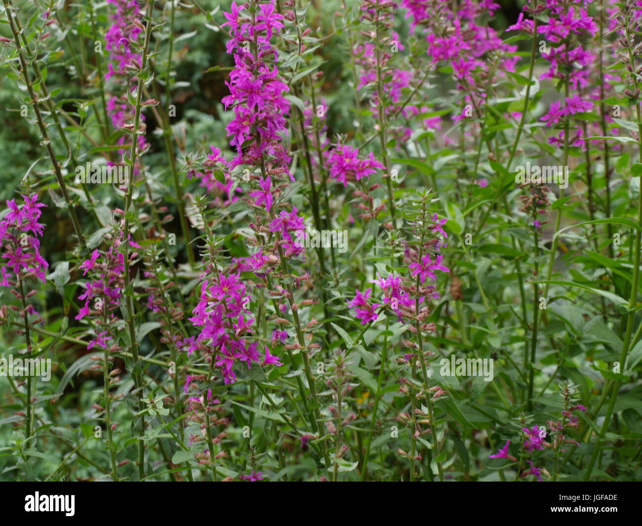 Stand of Willow herb Stock Photo - Alamy