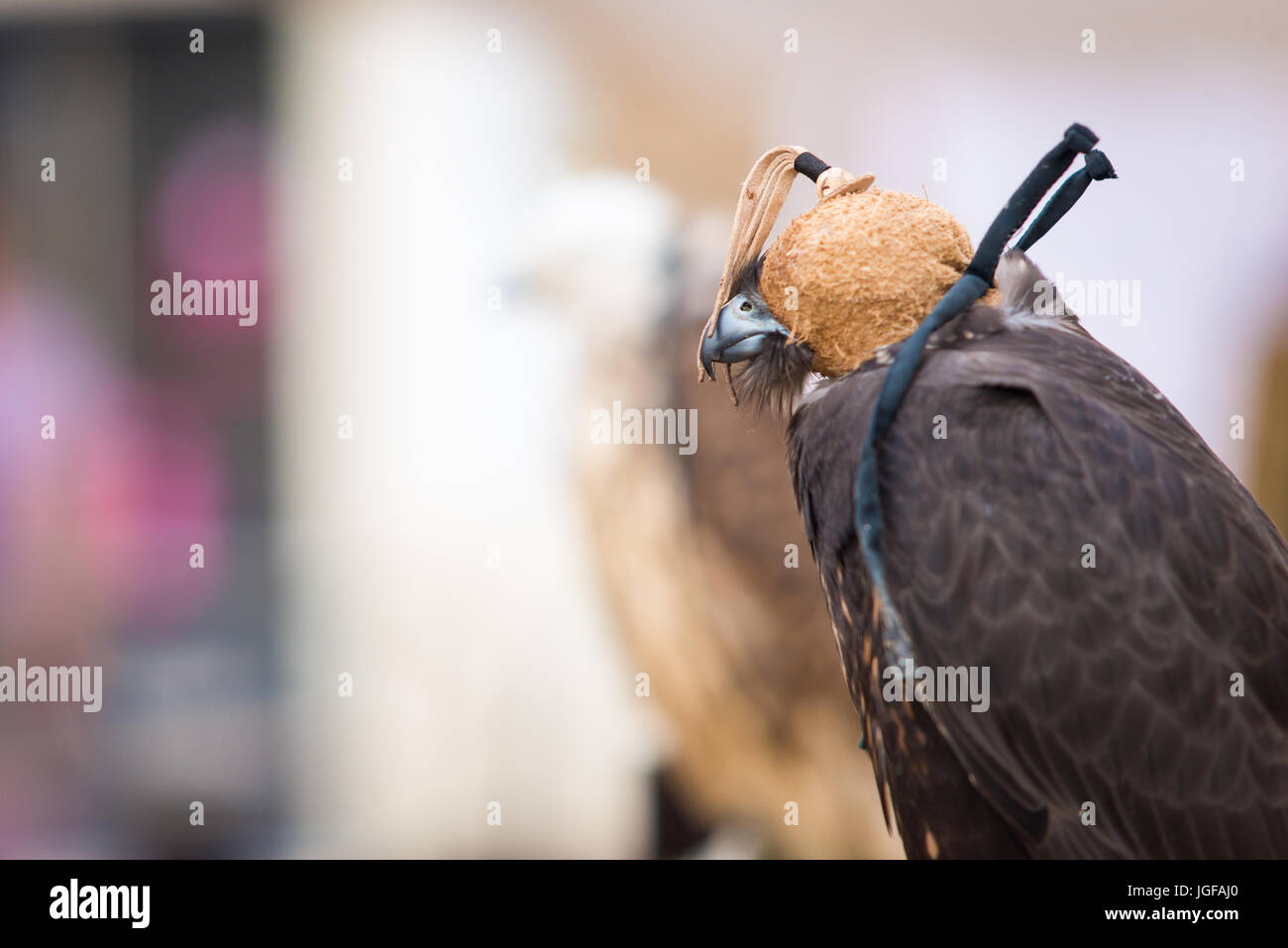 Harris's hawk, bay-winged hawk or dusky hawk covered with falconry mask ...