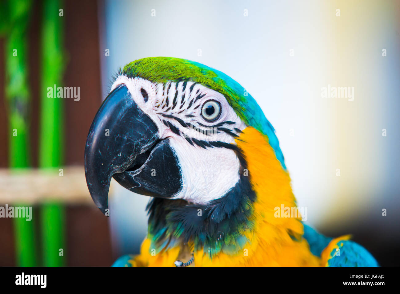 Close up portrait of Blue and yellow macaw Stock Photo - Alamy