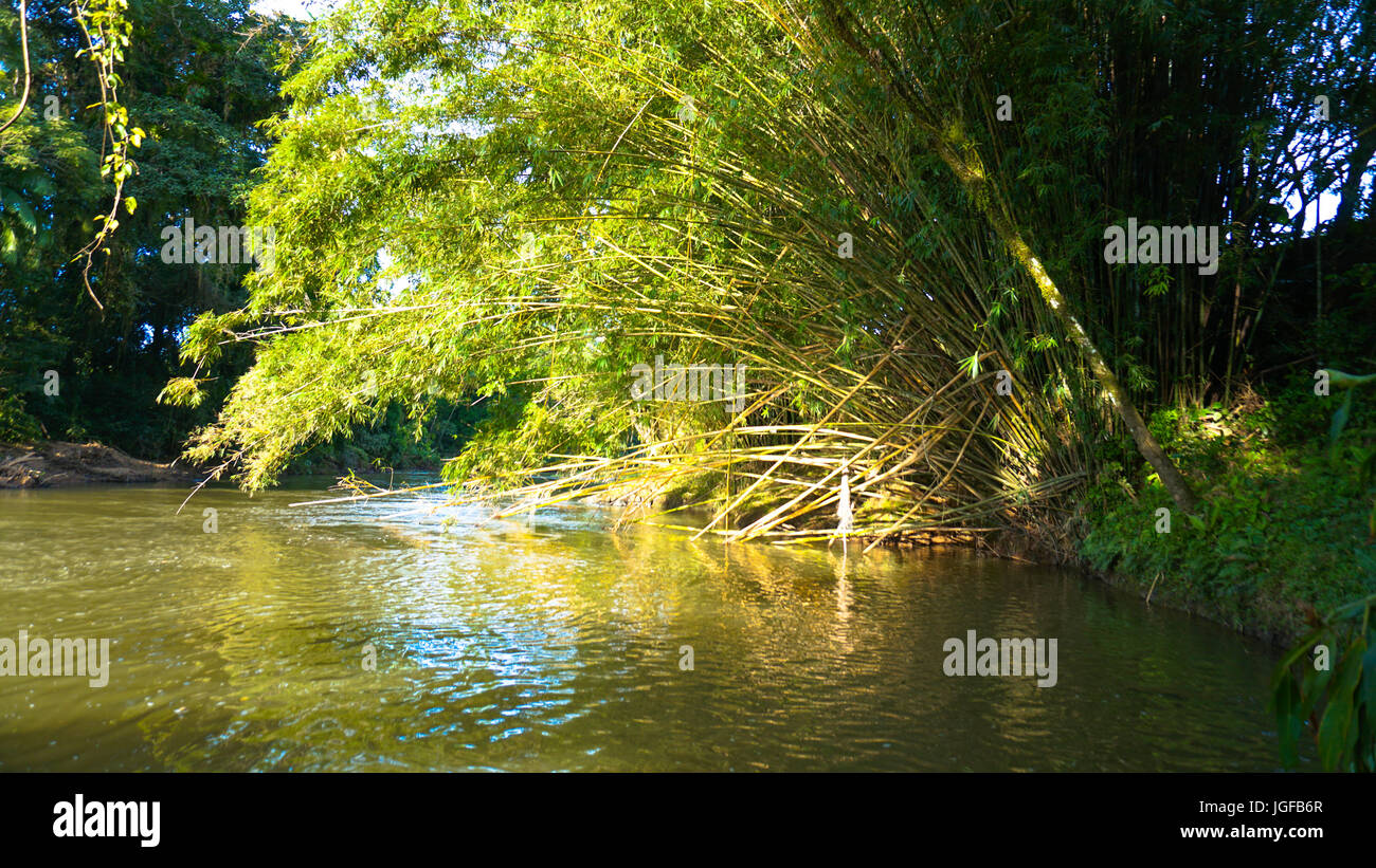 Bamboo over river Stock Photo - Alamy