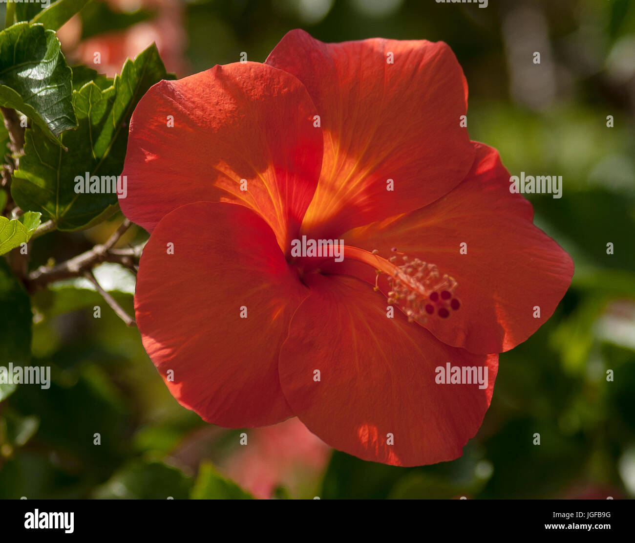 Beautiful Hawaiian Tropical Red Hibiscus Stock Photo - Alamy