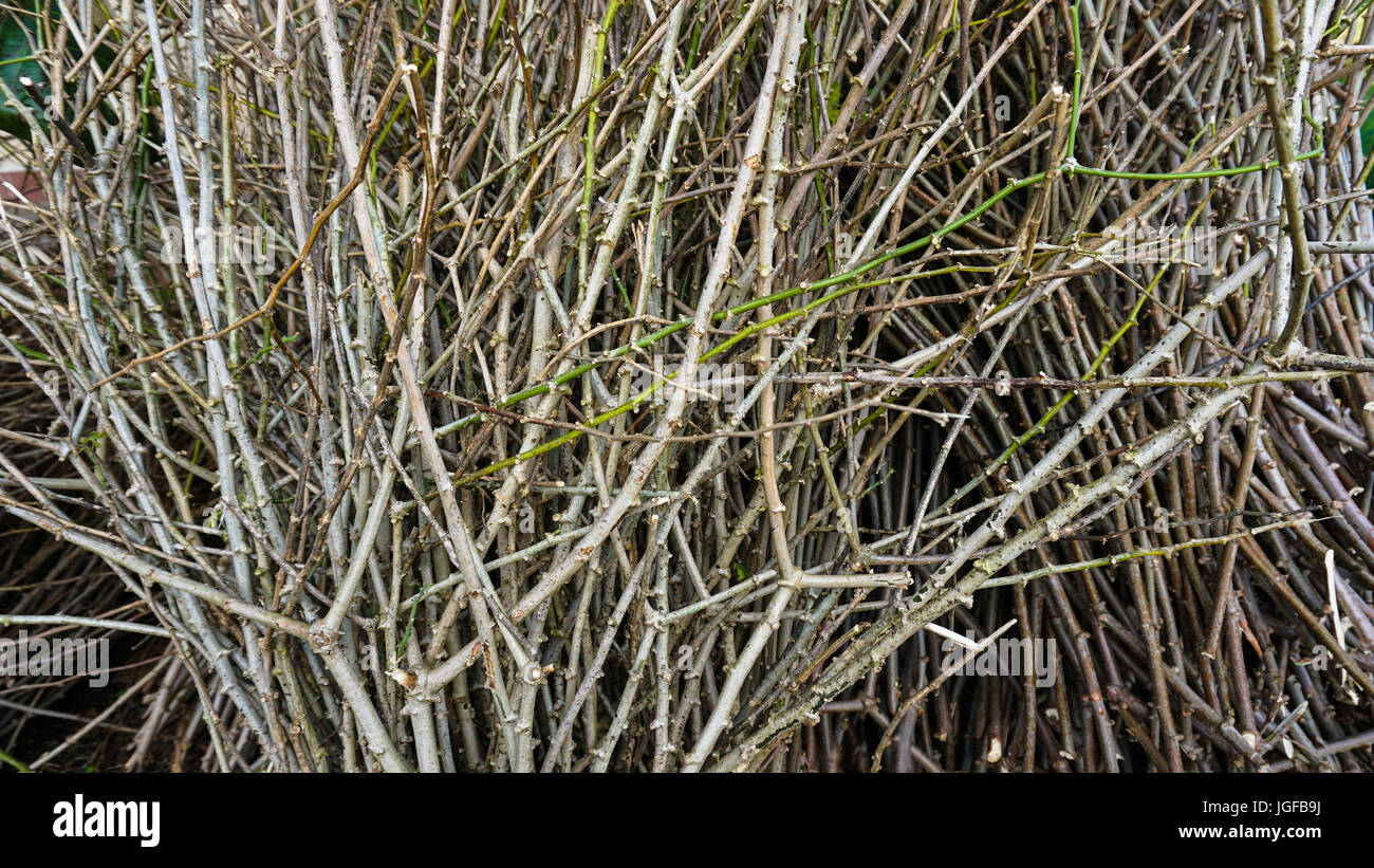 Cassava tree hi-res stock photography and images - Alamy