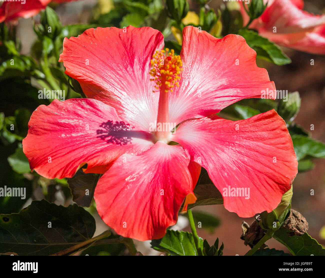 Beautiful Hawaiian Tropical Red Hibiscus Stock Photo - Alamy