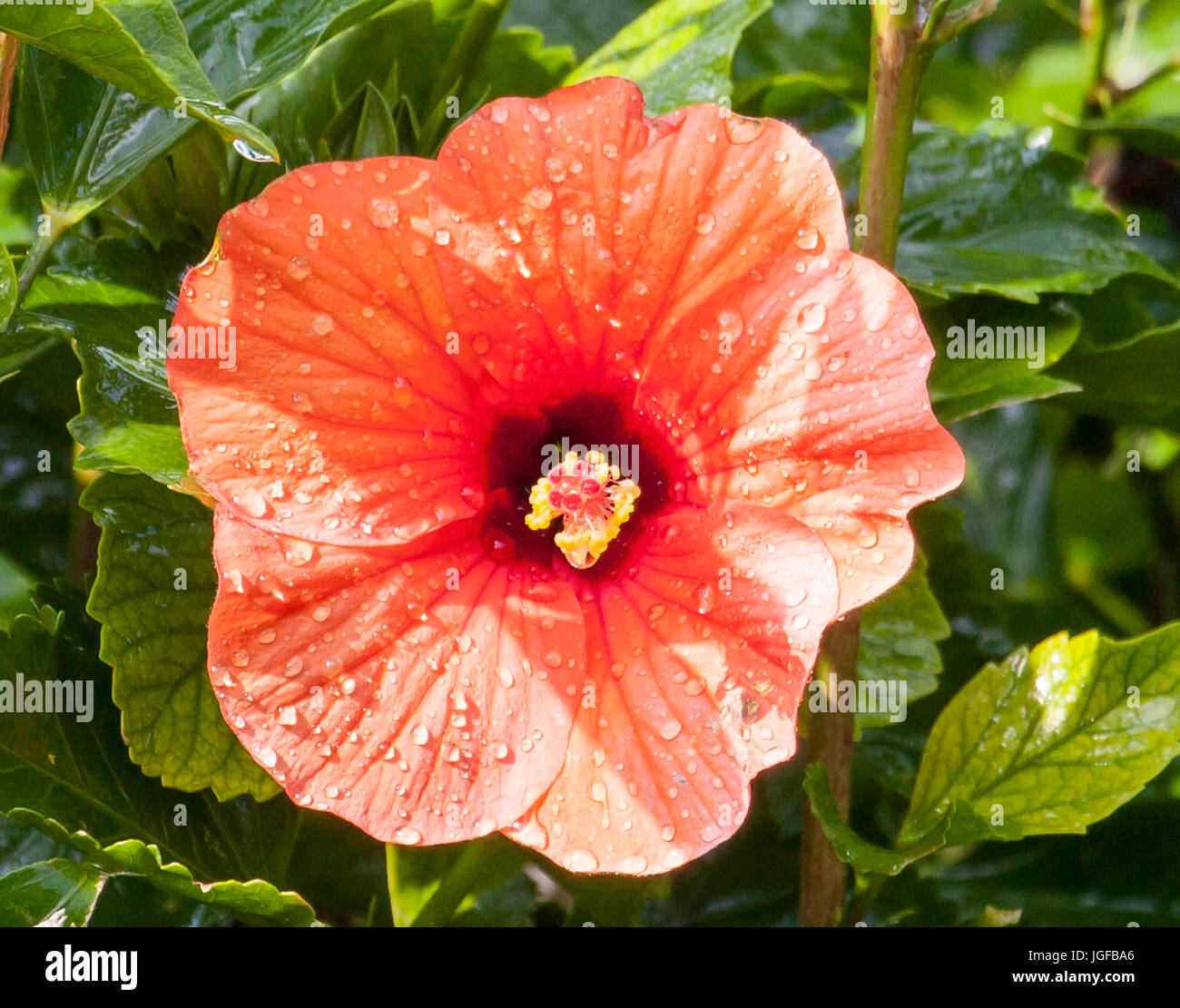 Beautiful Hawaiian Tropical Red Hibiscus Stock Photo - Alamy