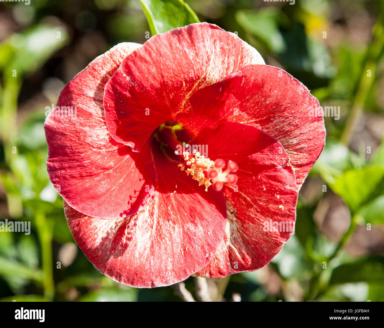 Beautiful Hawaiian Tropical Red Hibiscus Stock Photo - Alamy