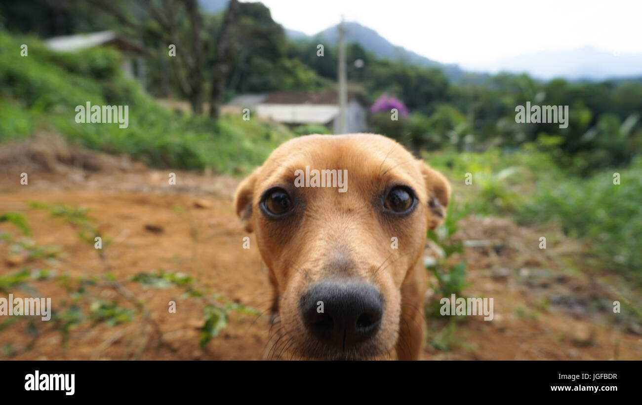 Funny mutt hi-res stock photography and images - Alamy