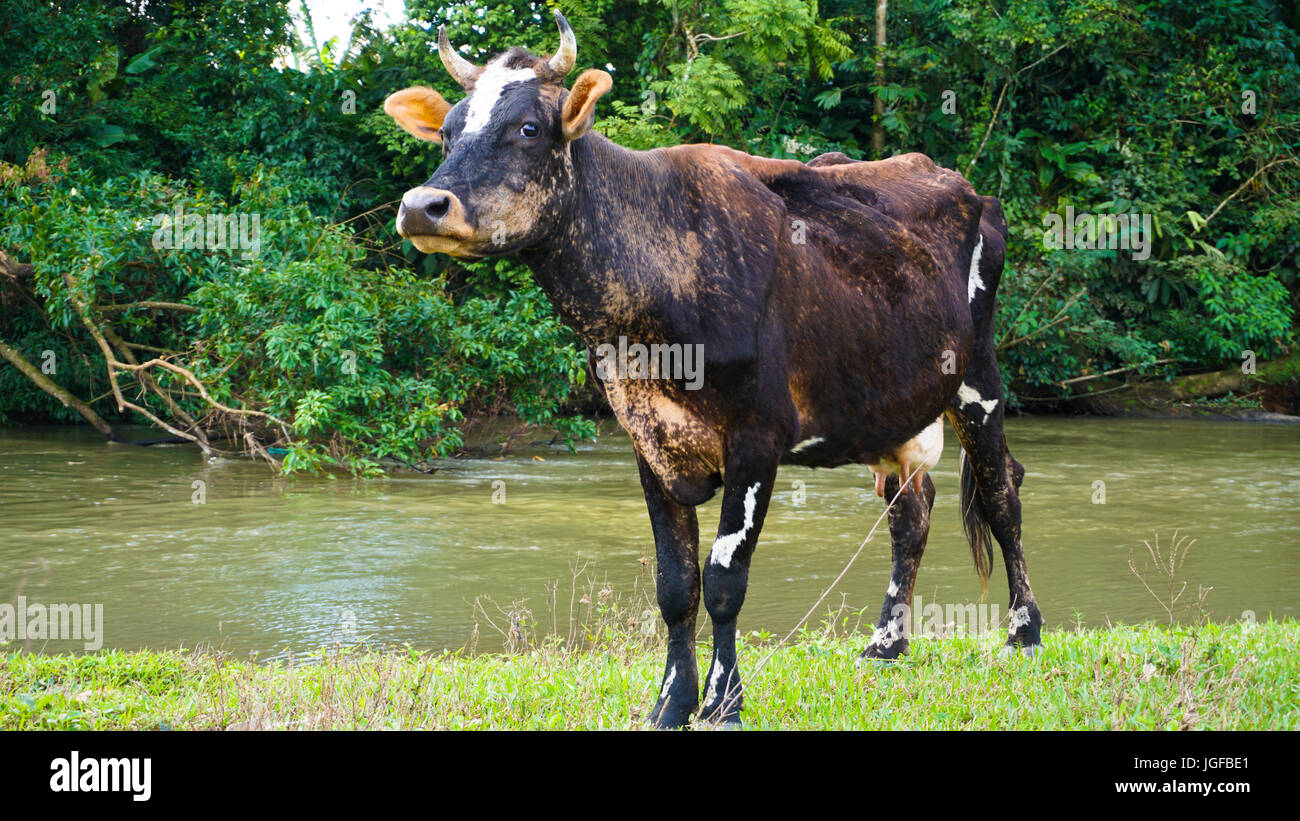 Jealous cow hi-res stock photography and images - Alamy