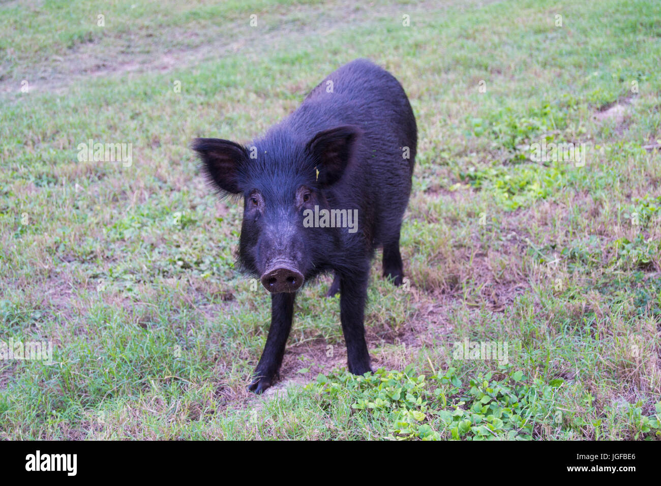 Black boar hi-res stock photography and images - Alamy