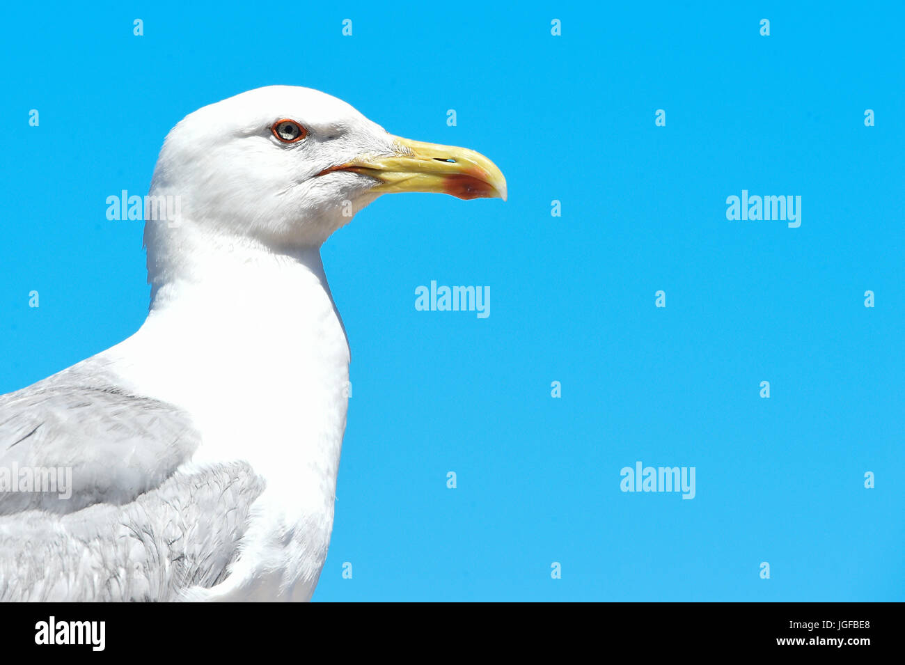 Closeup of a seagull head looking sideways Stock Photo - Alamy