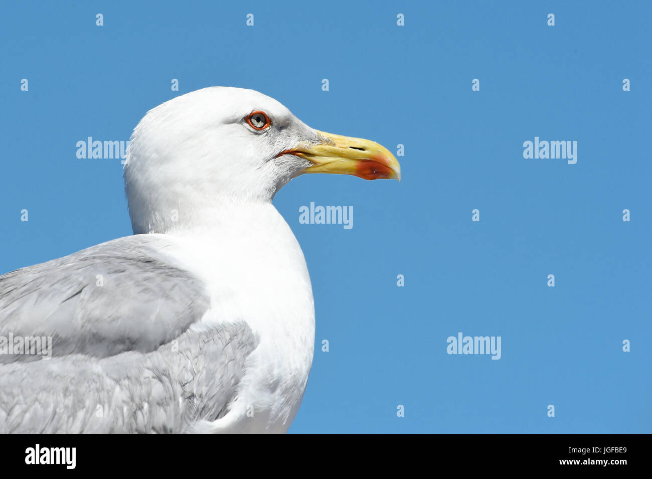 Seagull head hi-res stock photography and images - Alamy