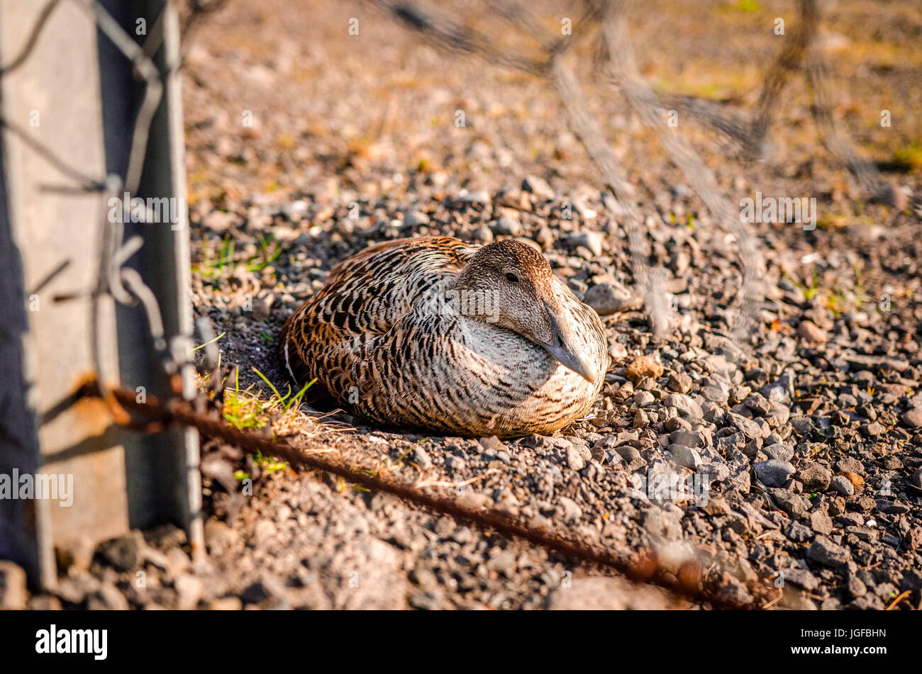 A duck breeding at rocks Stock Photo - Alamy
