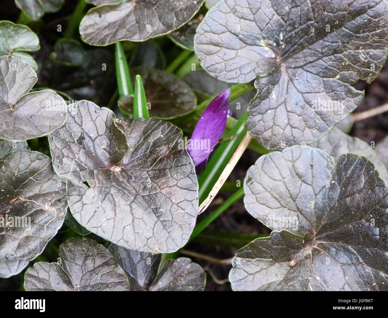 Leaves of ajuga repens Stock Photo - Alamy