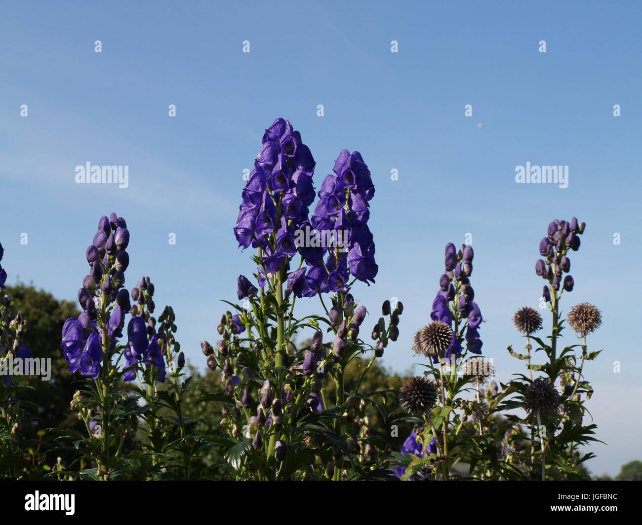 Flowering monkshood or aconite Stock Photo - Alamy