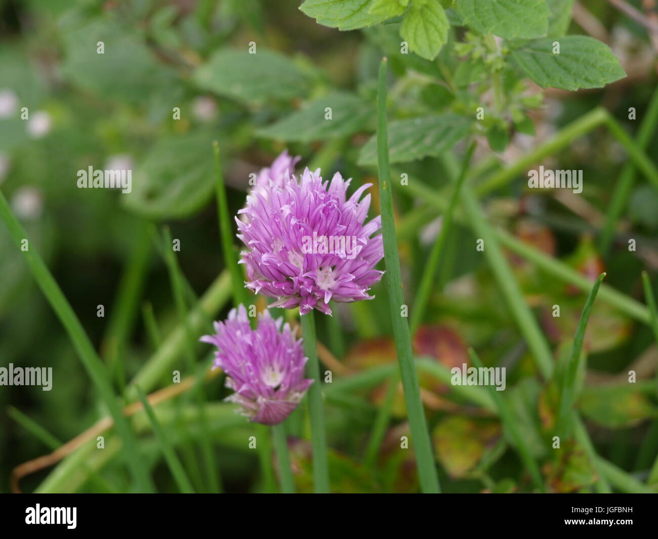 Chives in flower Stock Photo - Alamy