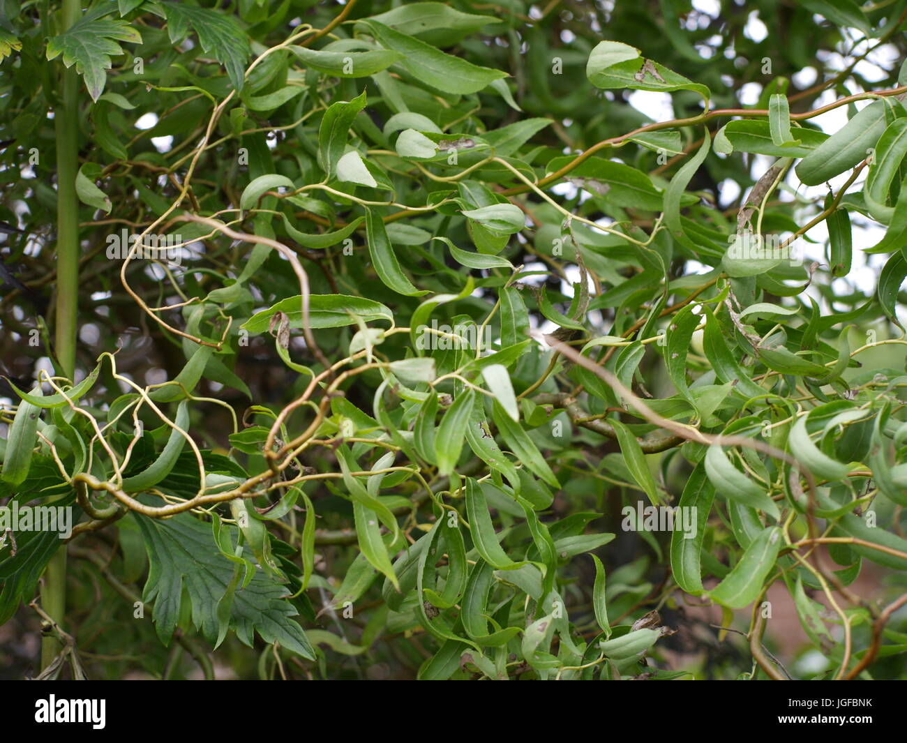 Twisted bough hi-res stock photography and images - Alamy