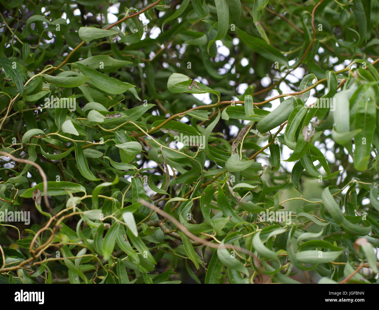 Twisted bough hi-res stock photography and images - Alamy