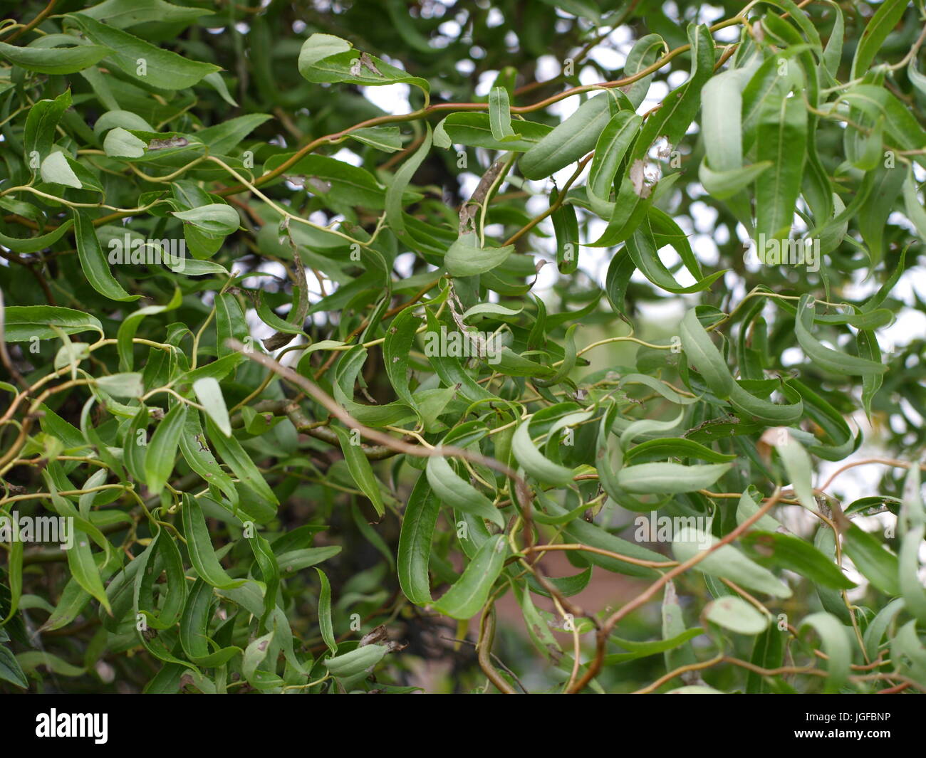 Twisted bough hi-res stock photography and images - Alamy