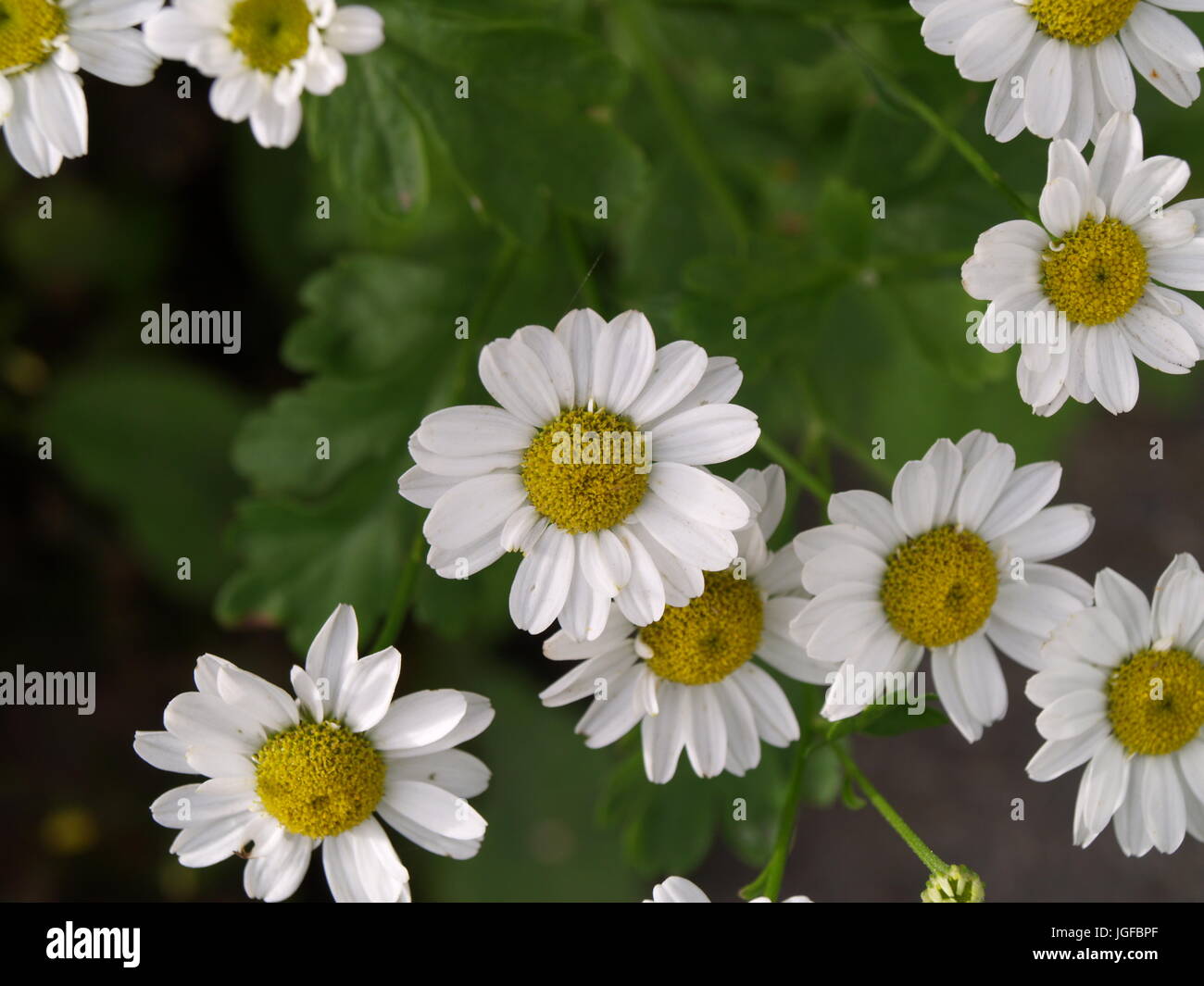 Feverfew flowers hi-res stock photography and images - Alamy
