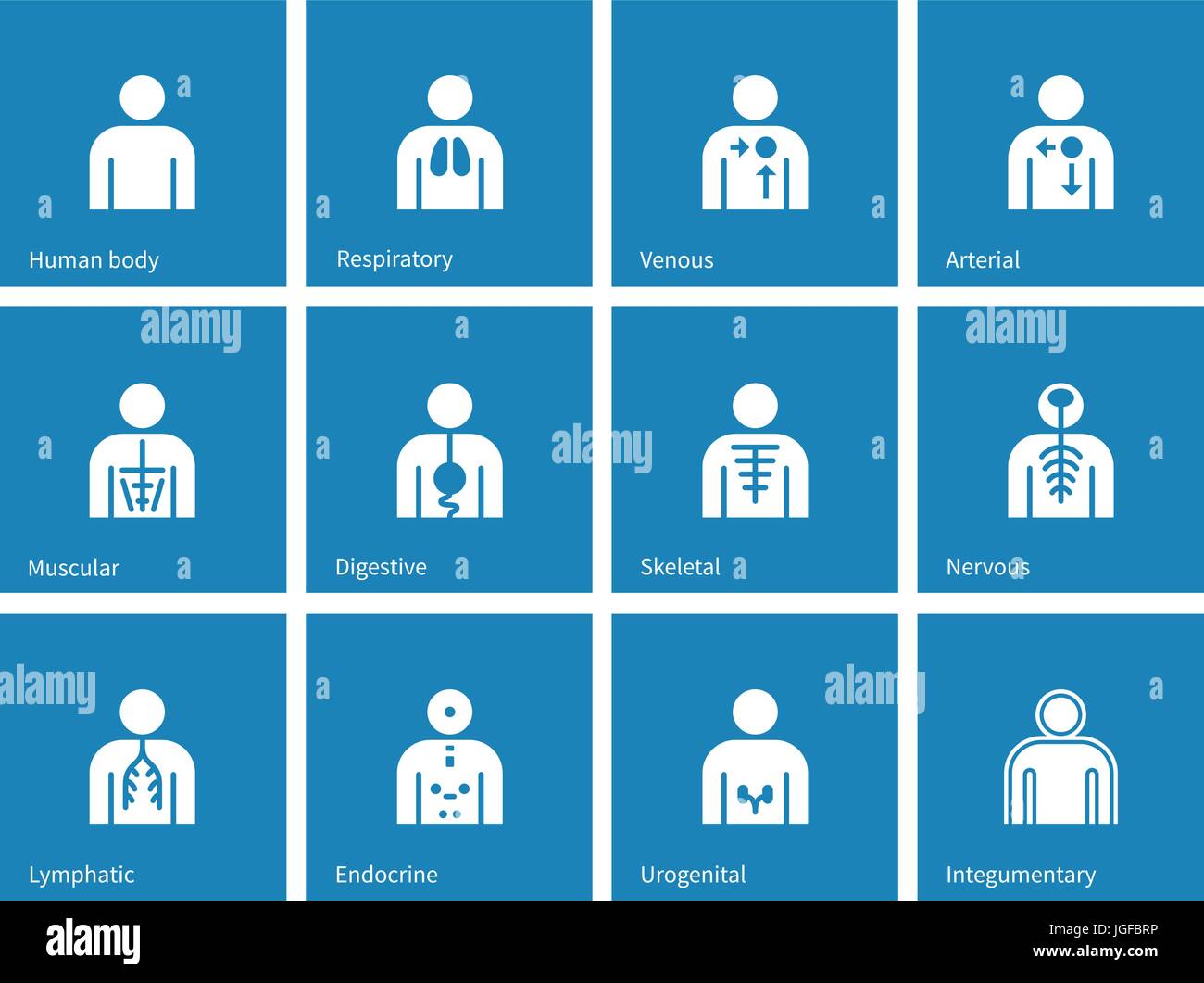 Body bowel Stock Vector Images - Alamy