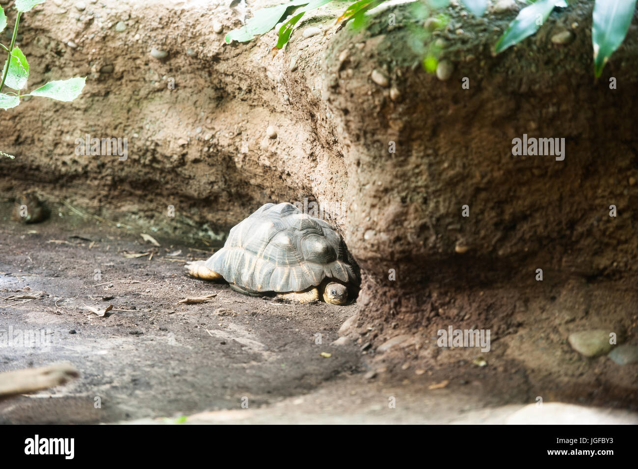 Turtle farming hi-res stock photography and images - Alamy