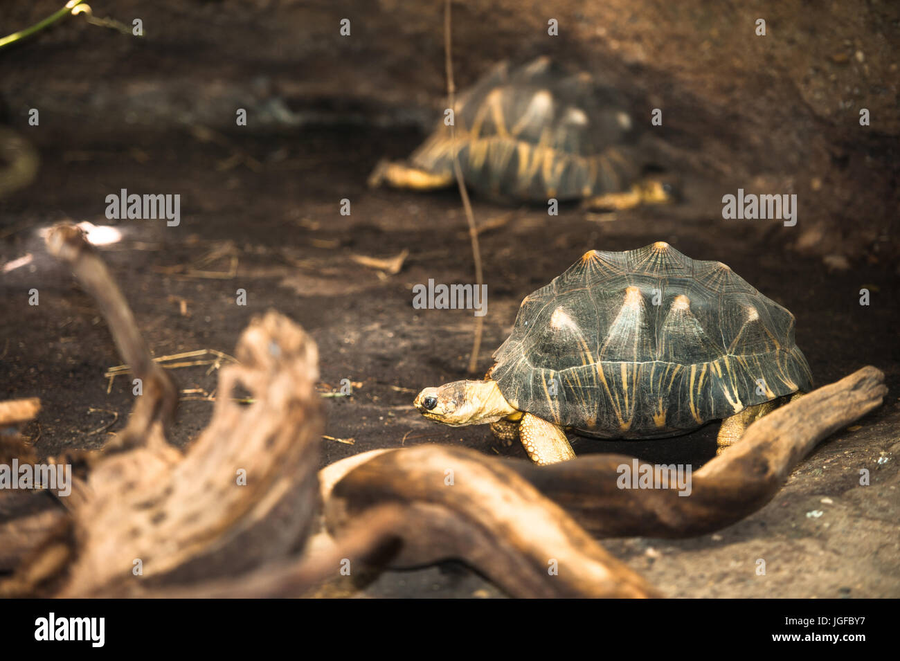 Turtle farming hi-res stock photography and images - Alamy