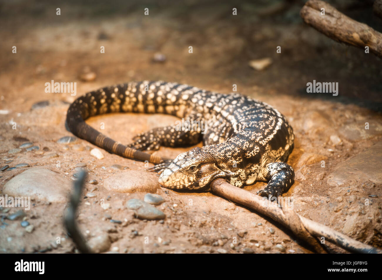 Pig nose turtle hi-res stock photography and images - Alamy