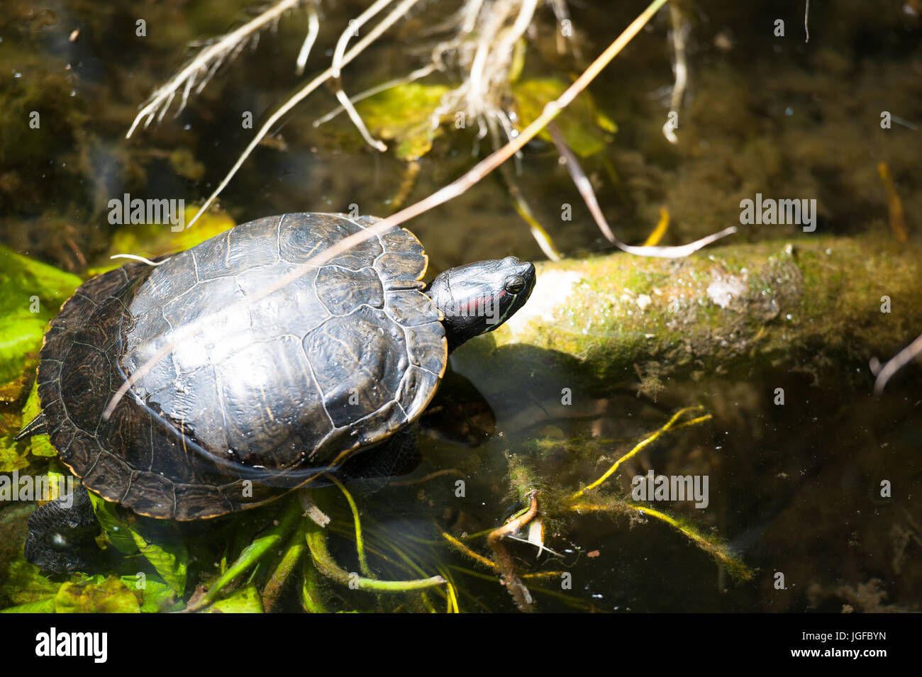 Turtle farming hi-res stock photography and images - Alamy