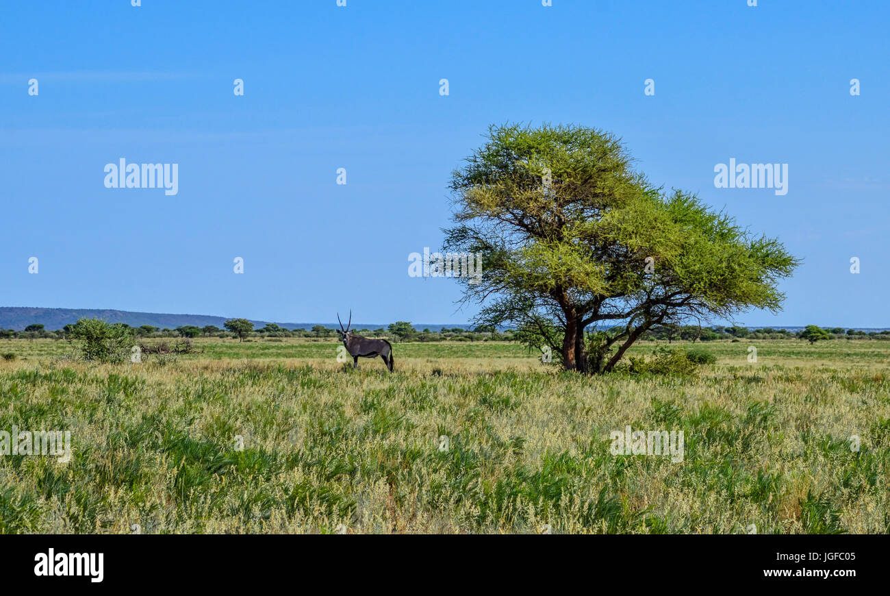 A Gemsbook antelope looks for shade under a Camel Thorn Tree in ...