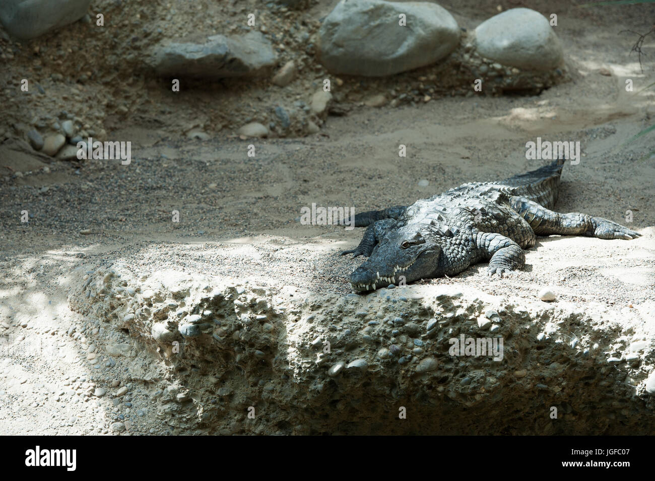 Sad crocodile hi-res stock photography and images - Alamy