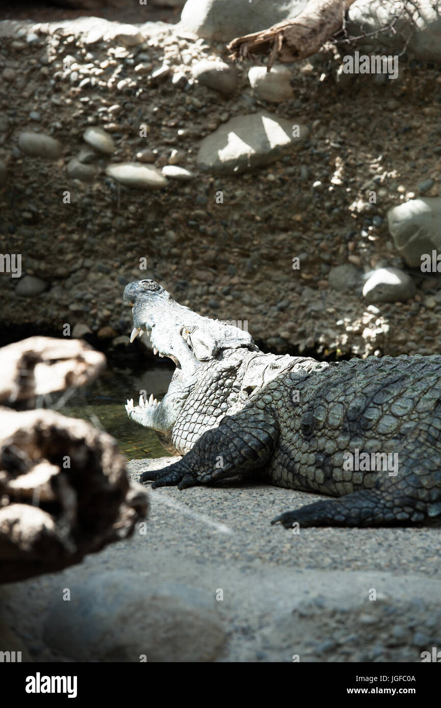Sad crocodile hi-res stock photography and images - Alamy