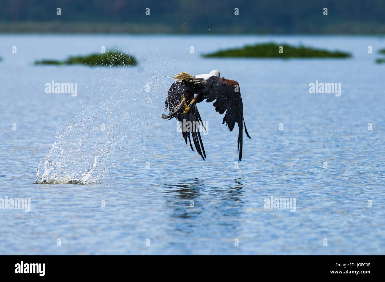 African fish eagle hi-res stock photography and images - Alamy