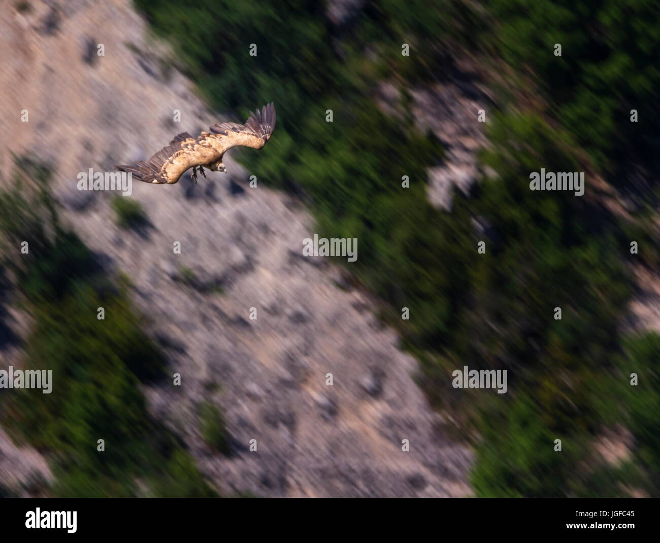 Griffon vulture flying upon the mountain, Drome provencale, France ...