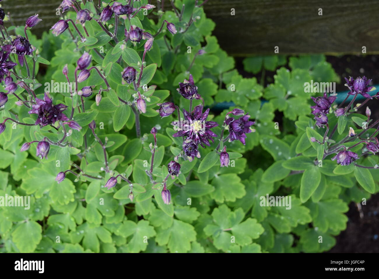 Angels bonnet hi-res stock photography and images - Alamy