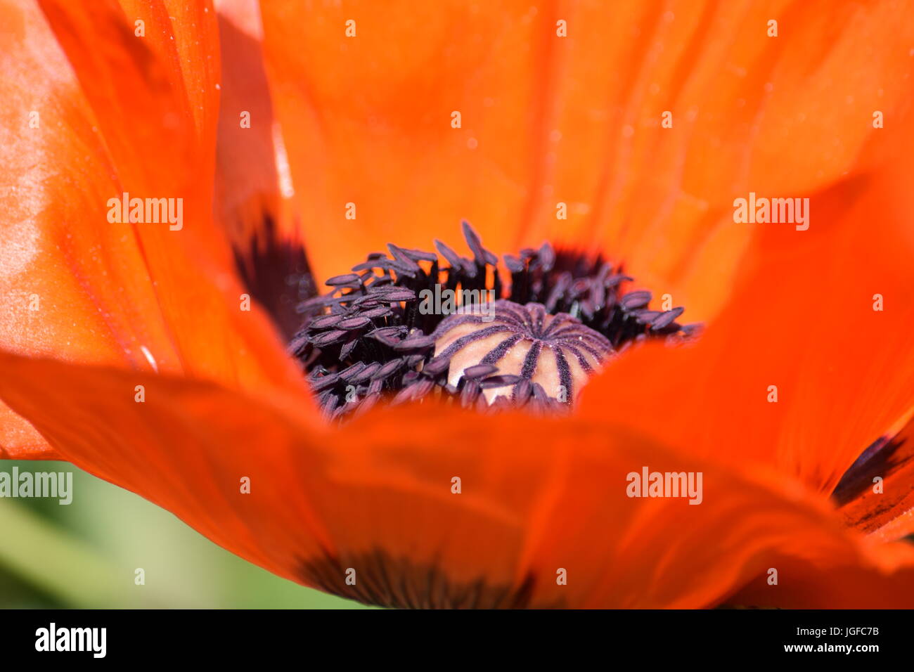 Inside a poppy Stock Photo - Alamy