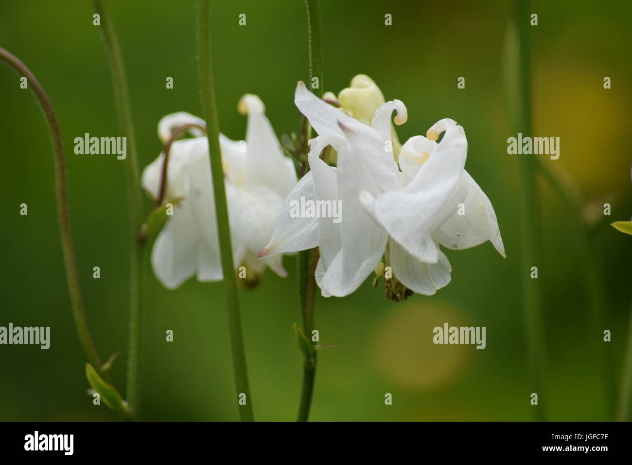 White Angel's wing flowers Stock Photo - Alamy