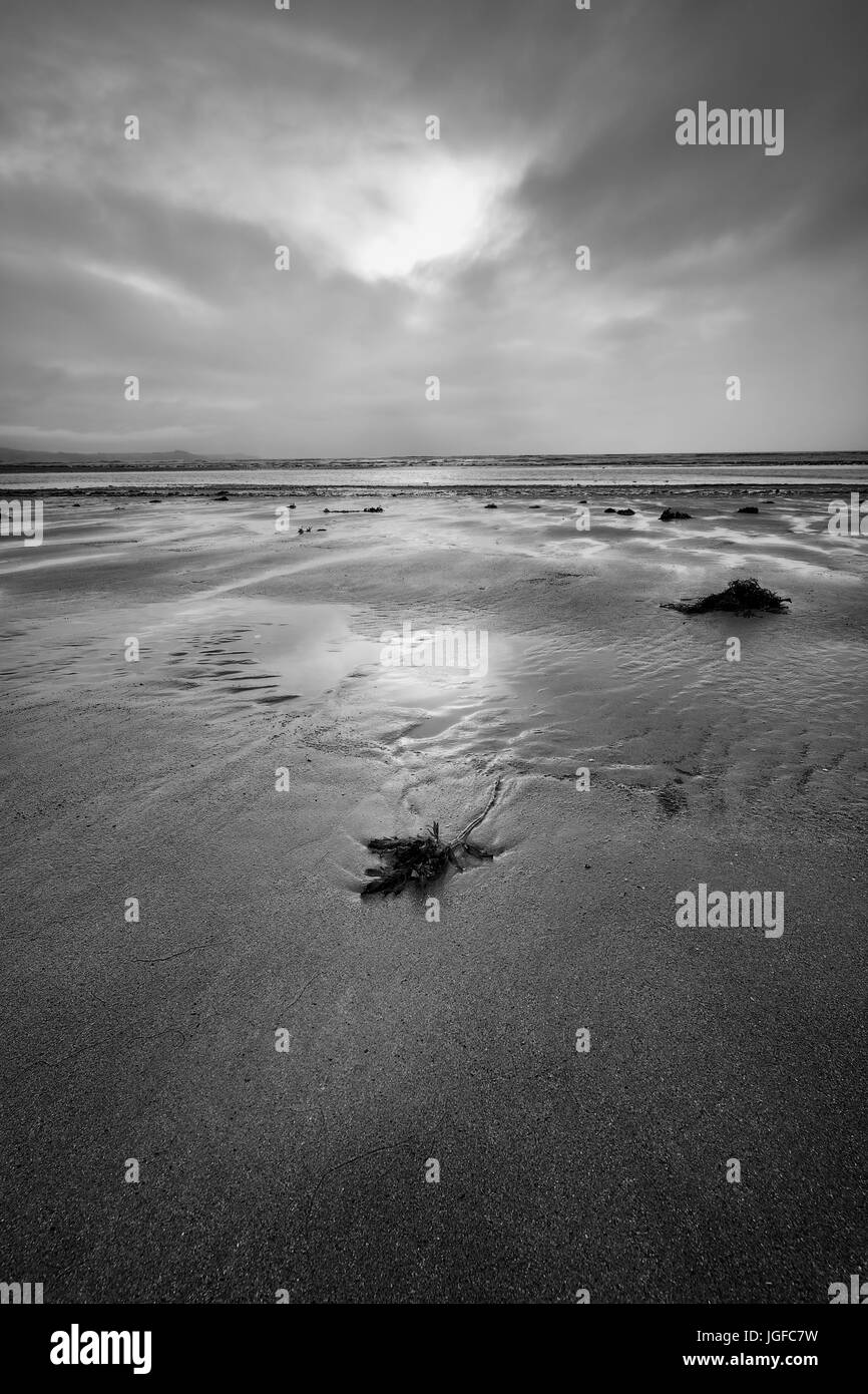 North sea seaweed Black and White Stock Photos & Images - Alamy