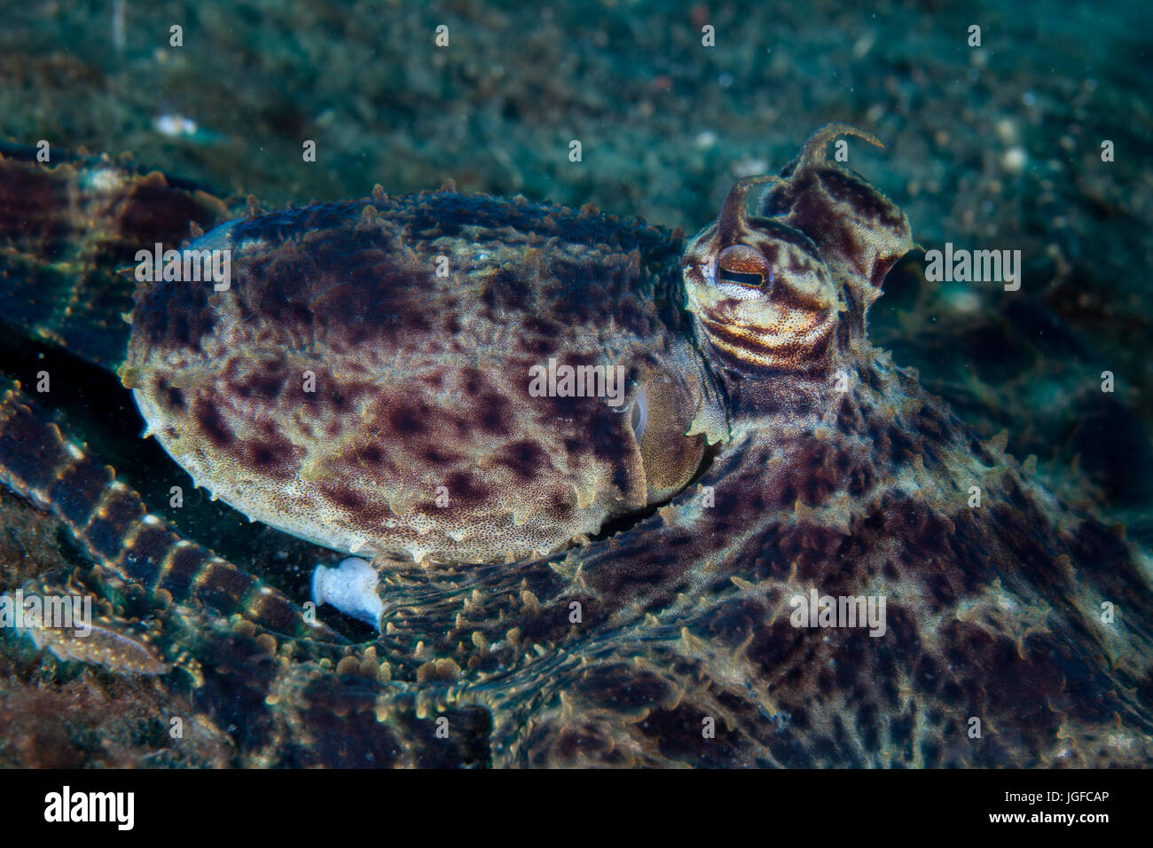 A Mimic octopus crawls across the seafloor in Lembeh Strait, Indonesia ...